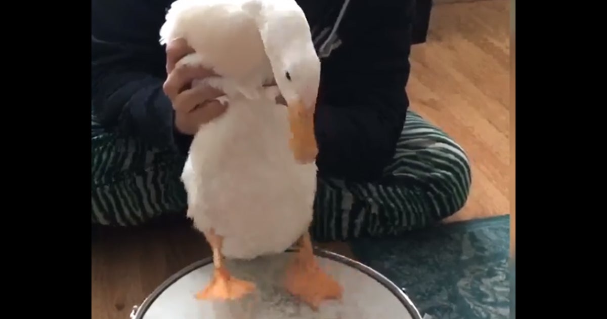 Internet Can't Get Enough Of Ben Afquack, The Drumming Duck From ...