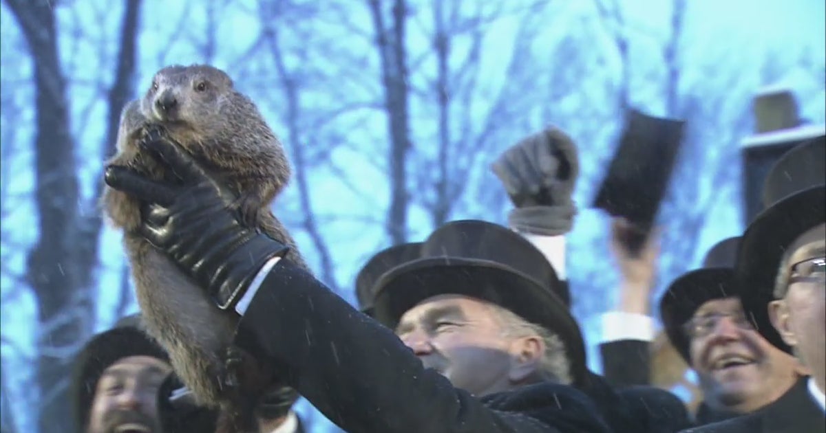 Punxsutawney Phil Doesn't See Shadow, Predicts Early Spring - CBS ...