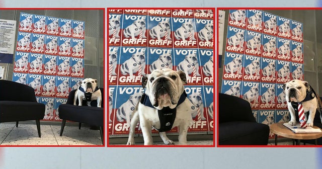 Drake University mascot Griff the bulldog is a fixture in Iowa politics ...