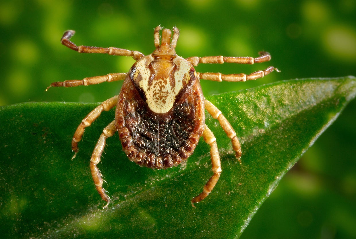 Deadliest infectious diseases in the world, ranked
