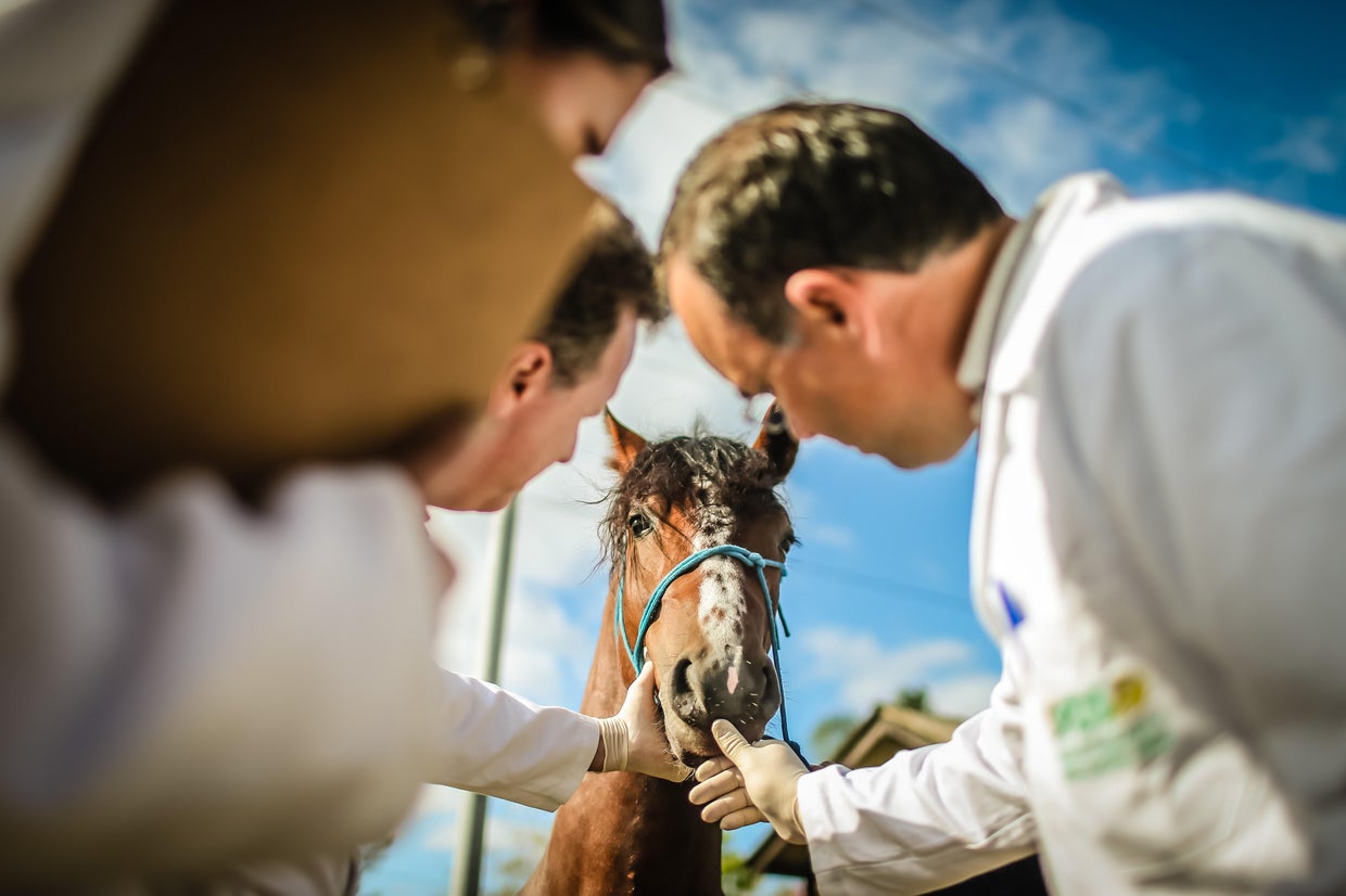 Deadliest infectious diseases in the world, ranked
