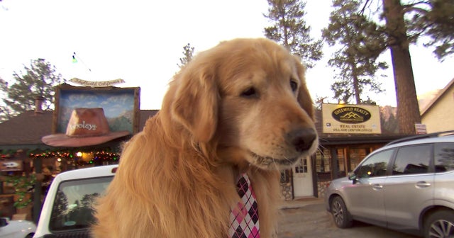 Mayor Max the golden retriever brings California town together - CBS News