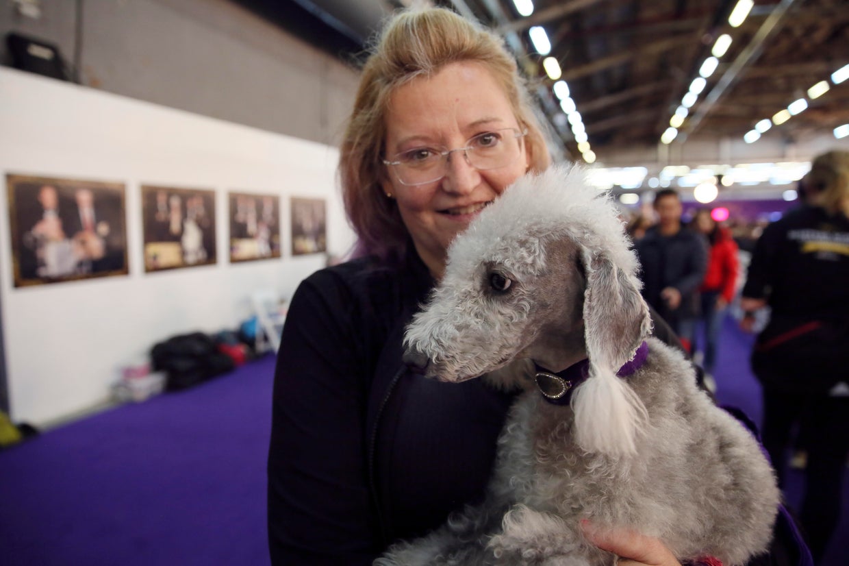 Photos from the 2020 Westminster Dog Show