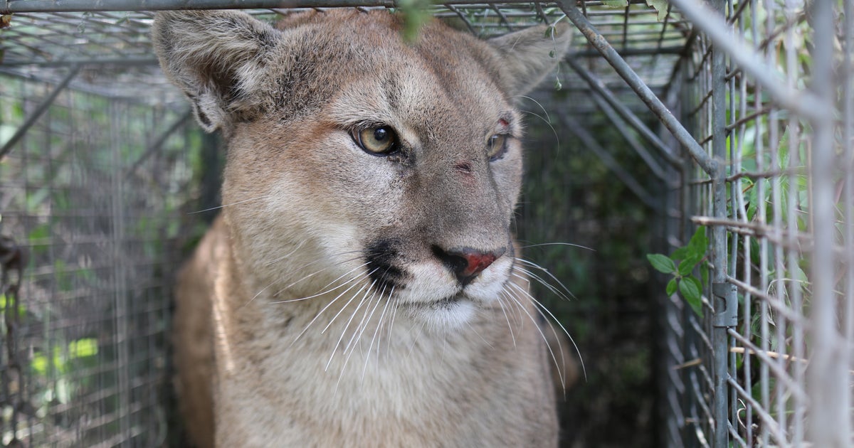 Mountain Lions Recommended For Protection Under California's Endangered ...
