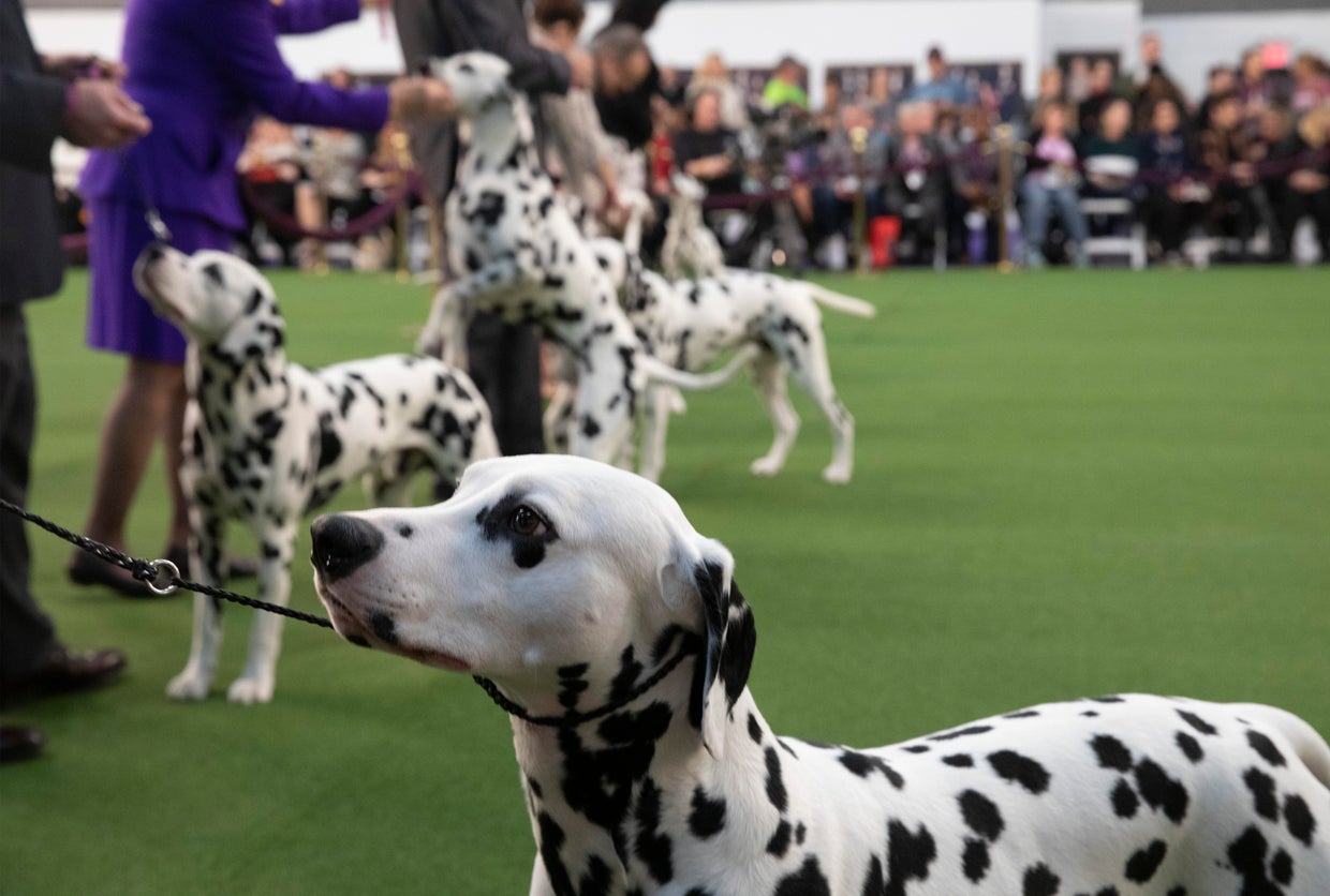 Photos from the 2020 Westminster Dog Show