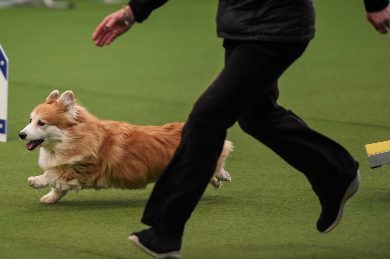 Photos from the 2020 Westminster Dog Show