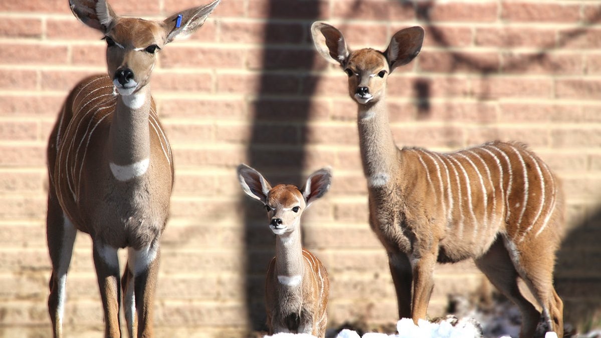 Visit Lawnald The Lesser Kudu, The Newest Baby At The Denver Zoo - CBS ...