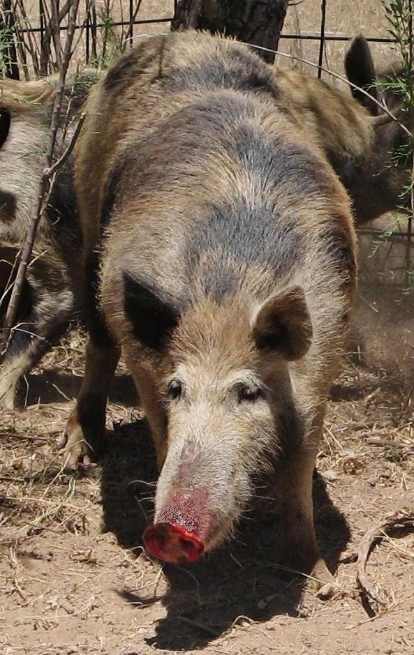 Wild Pigs In Colorado? Not Anymore, Say Wildlife Officials - CBS Colorado