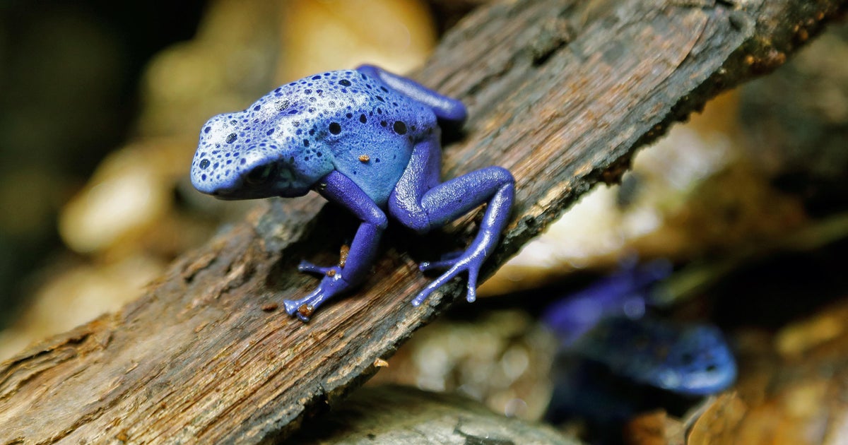 Climate change may eradicate ⅓ of endangered species in 50 years, study ...