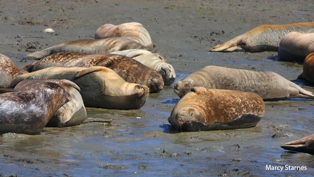 Nature up close: Marine biology at Monterey Bay - CBS News