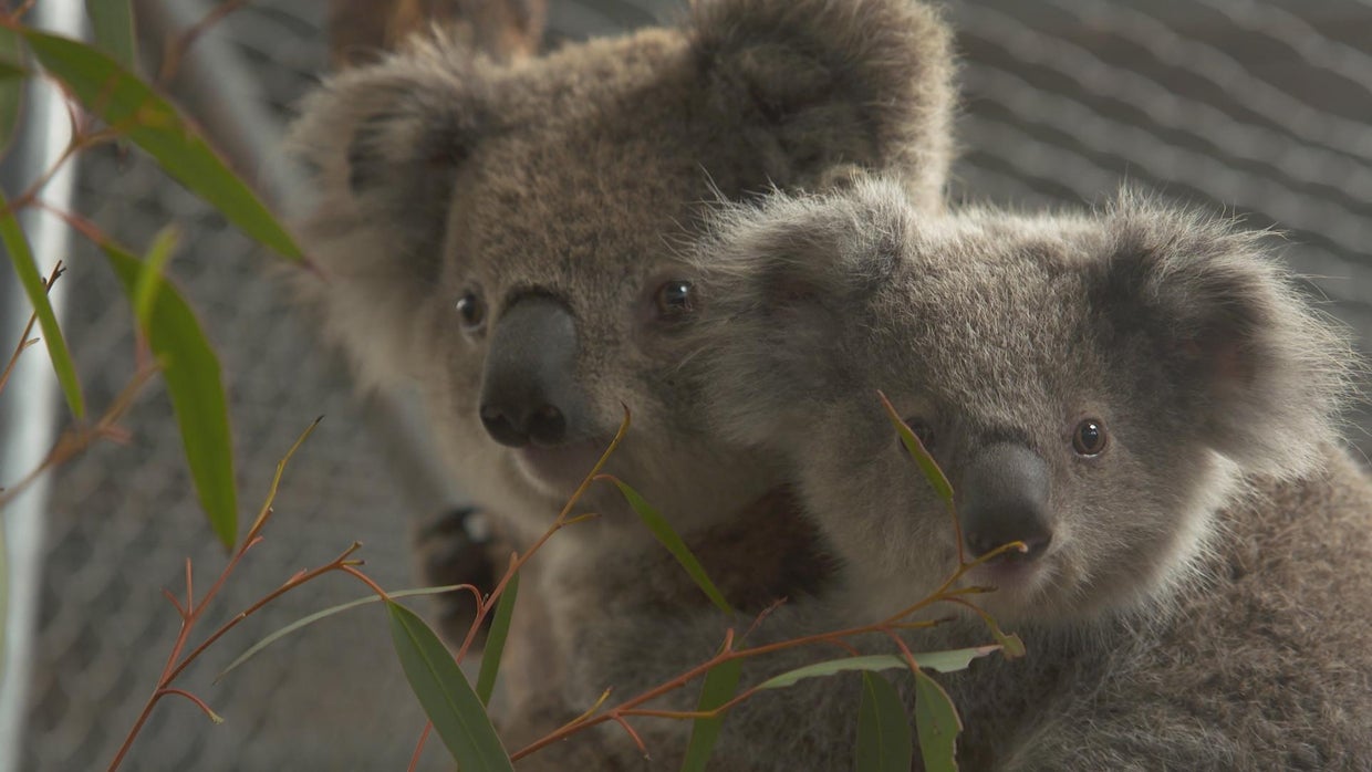 How the bushfires in Australia relate to global climate change - 60 ...