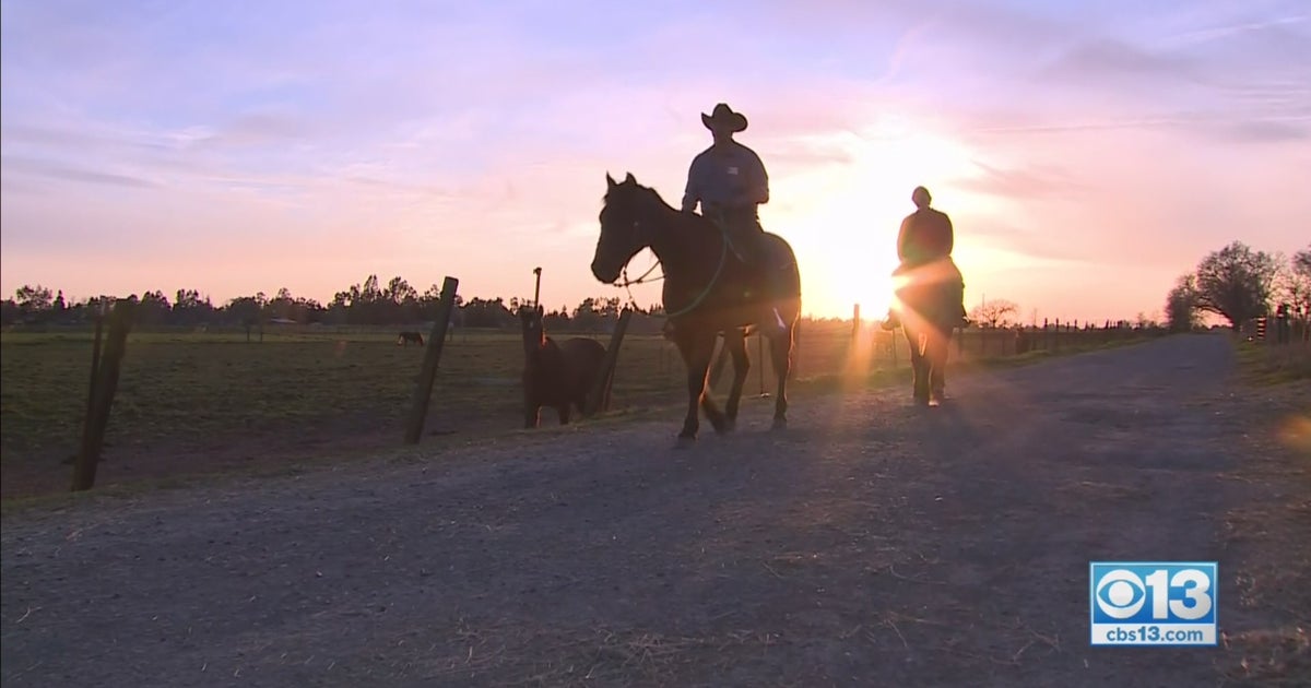 'I Can't Believe It': Two Horses Shot With Pellet Guns At Sacramento ...