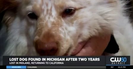 Lost Dog Found In Michigan After 2 Years Returning To California - CBS ...