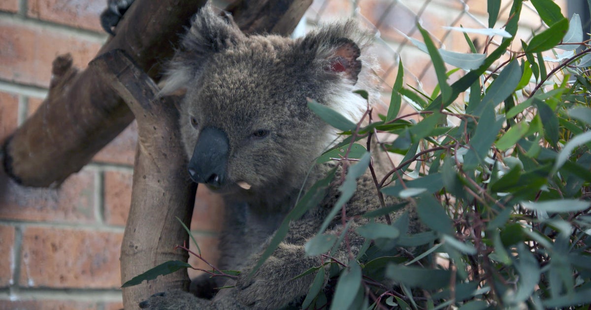 Meet the three koalas named after fallen American firefighters - 60 ...