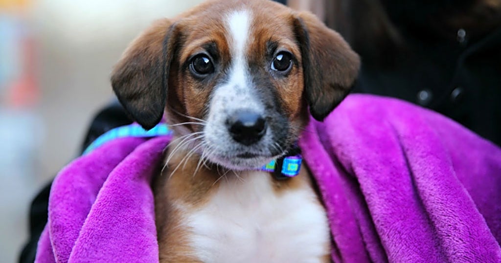 These New York City-Based Puppies Are Up For Adoption And In Need Of A ...
