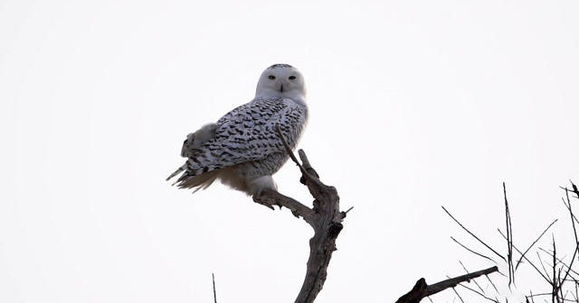 Nature: Owls - CBS News