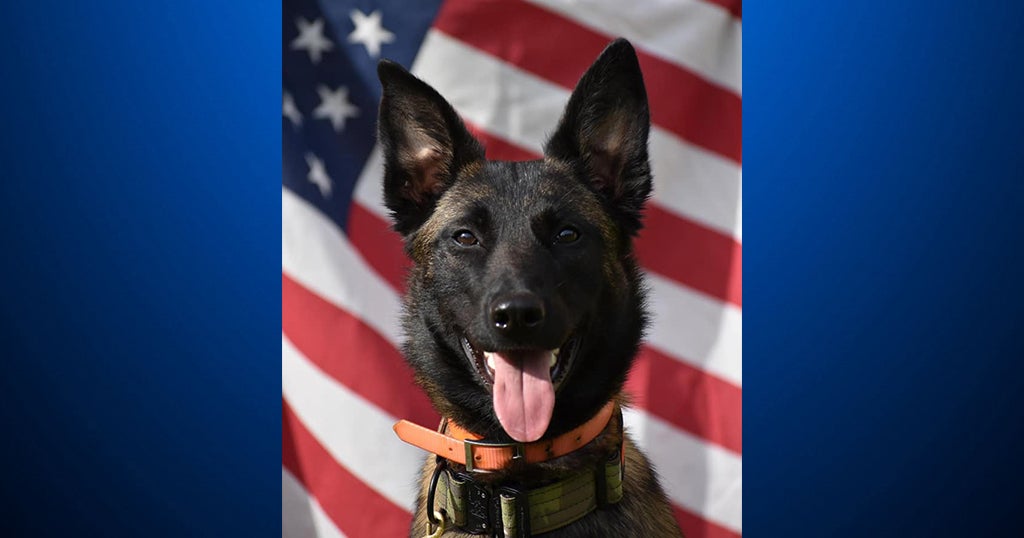 Aliquippa Police K9 Stella To Get Donation Of Body Armor - CBS Pittsburgh