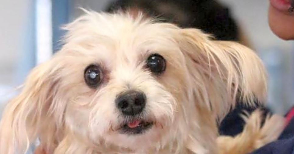 SEE THEM: These Philadelphia-Based Dogs Are Up For Adoption, In Need Of ...