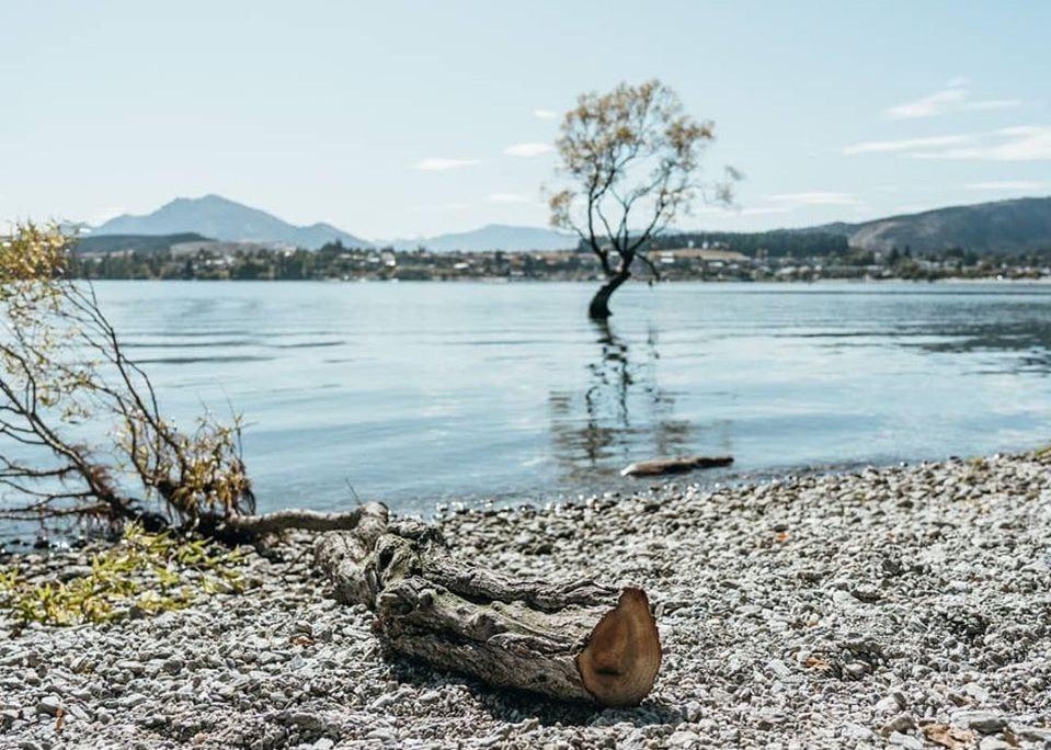 New Zealand's famous Wanaka tree, a symbol of hope, vandalized - CBS News