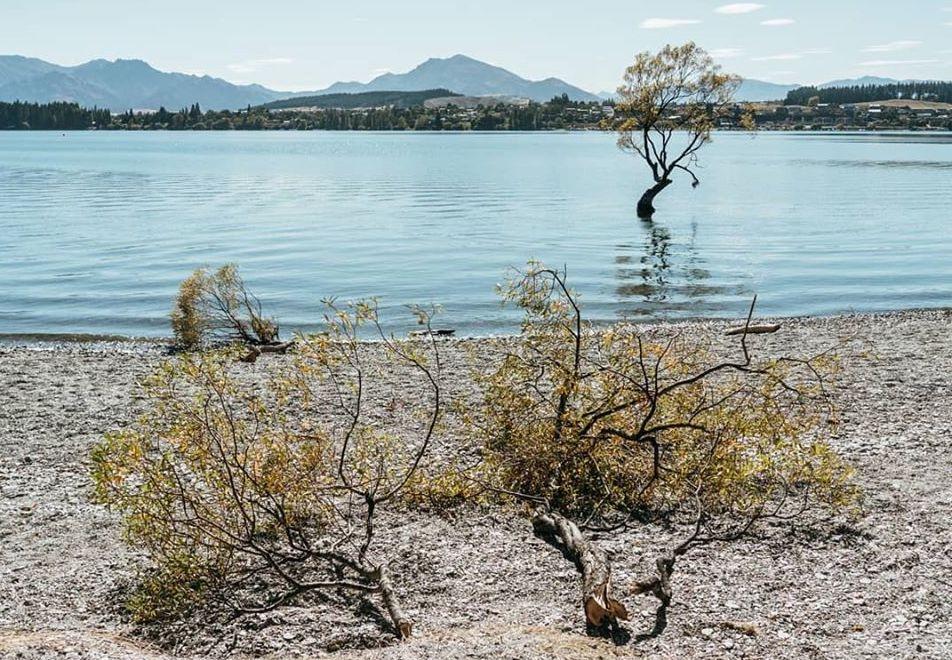 New Zealand's famous Wanaka tree, a symbol of hope, vandalized - CBS News