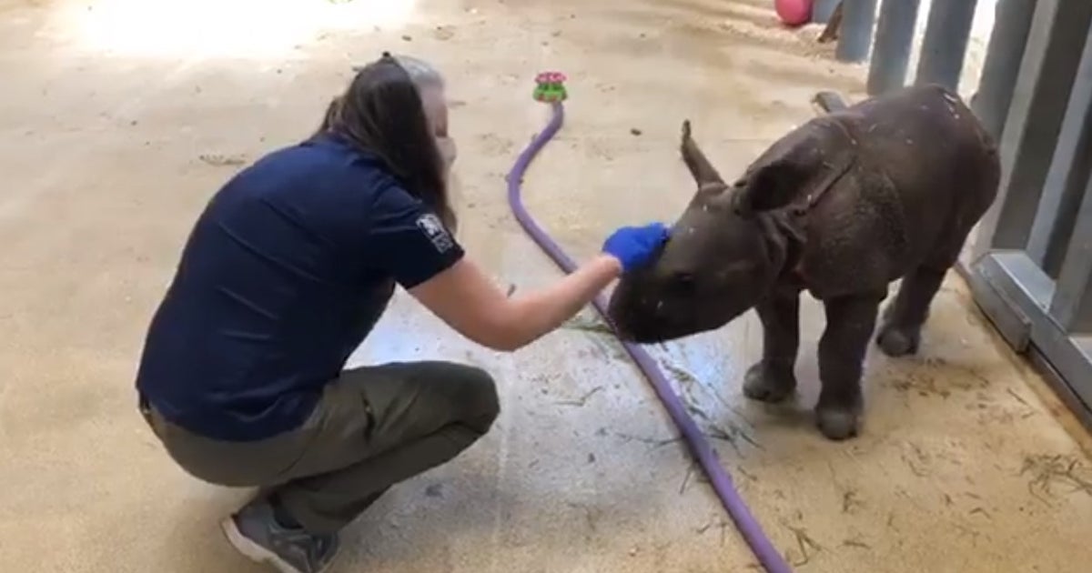 WATCH: Baby Rhino Stars In Denver Zoo's Virtual Safari - CBS Colorado