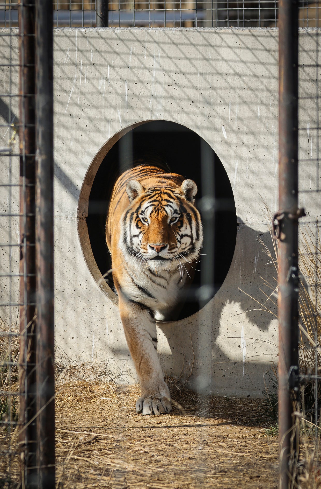 Some Tigers From Netflix's 'Tiger King' Now In Colorado