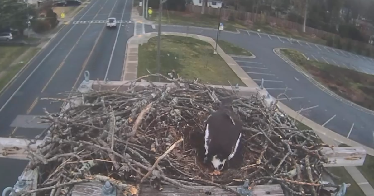 WATCH: Severna Park Osprey Cam Shows 2 New Eggs - CBS Baltimore
