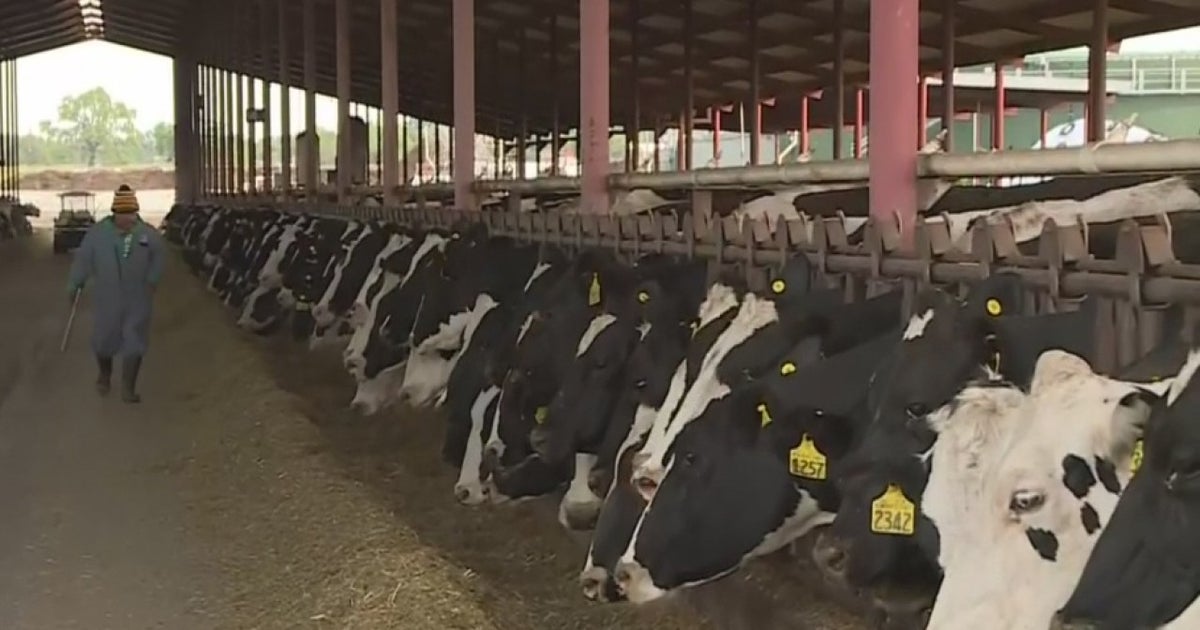 Dairy Farmers Asked To Dump Milk Due To Coronavirus Pandemic - Good Day ...