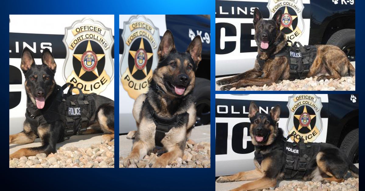 4 New K-9s Join Fort Collins Police - CBS Colorado