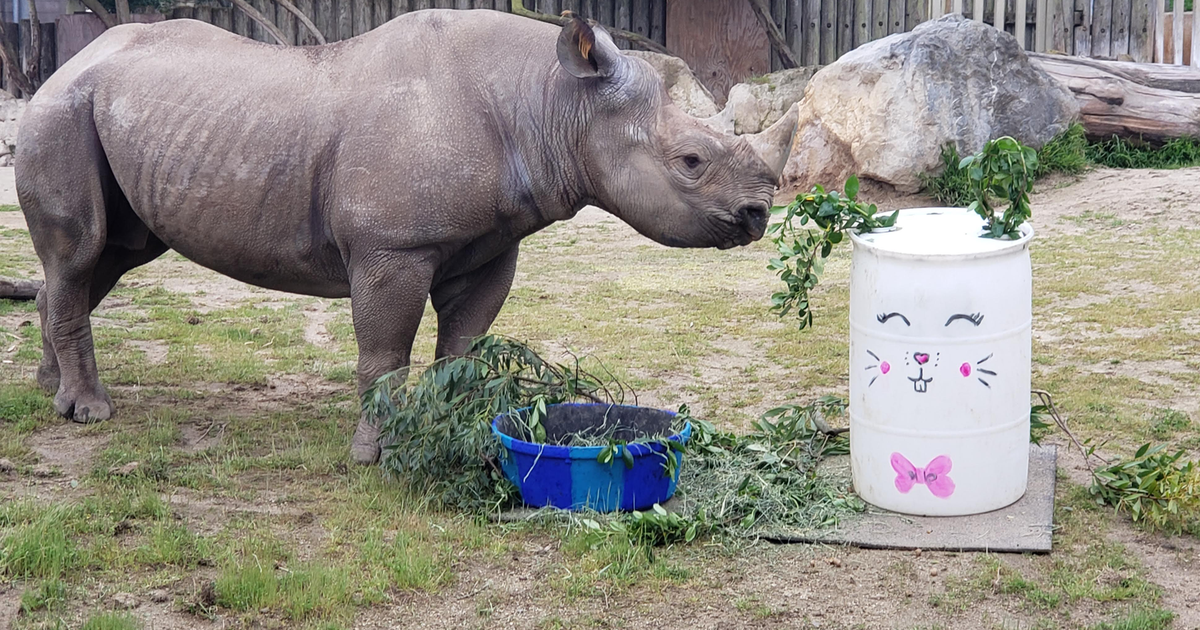 Empty San Francisco Zoo Gives Easter Treats To Its 2,000 Animals - CBS ...