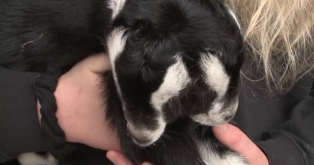 Two-Headed Goat Born On Farm Eats With Both Mouths - CBS Minnesota