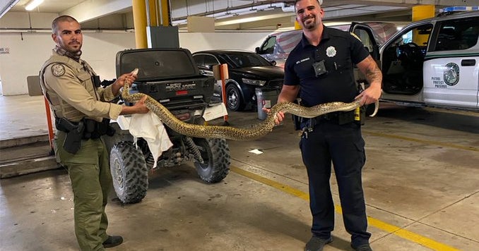 Six Foot Python Pulled From Miami Beach Park - CBS Miami