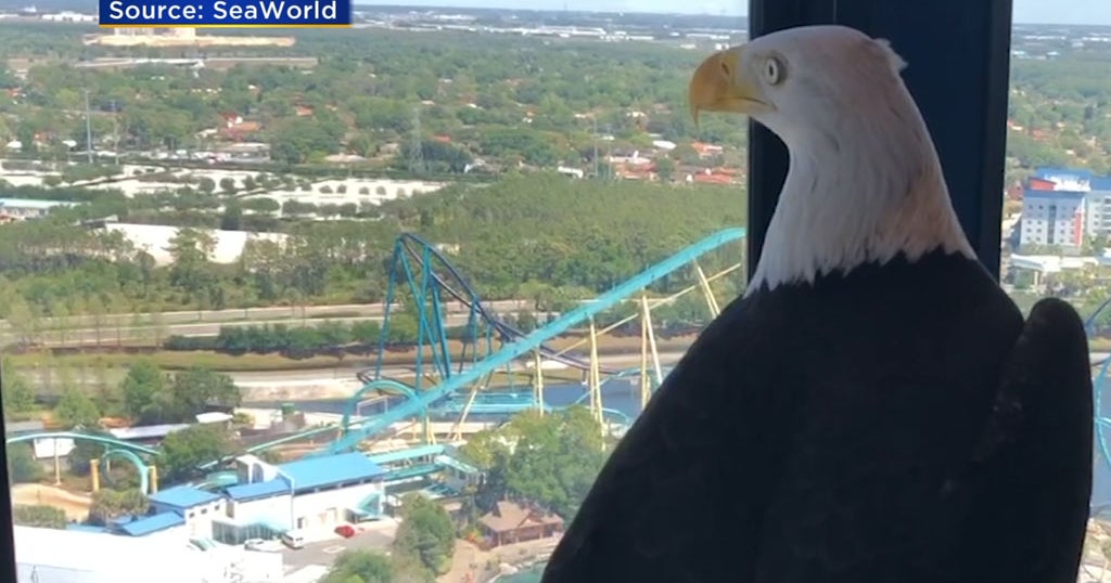 WATCH: Bald Eagle Who Can't Fly Gets Bird's-Eye View Of SeaWorld ...