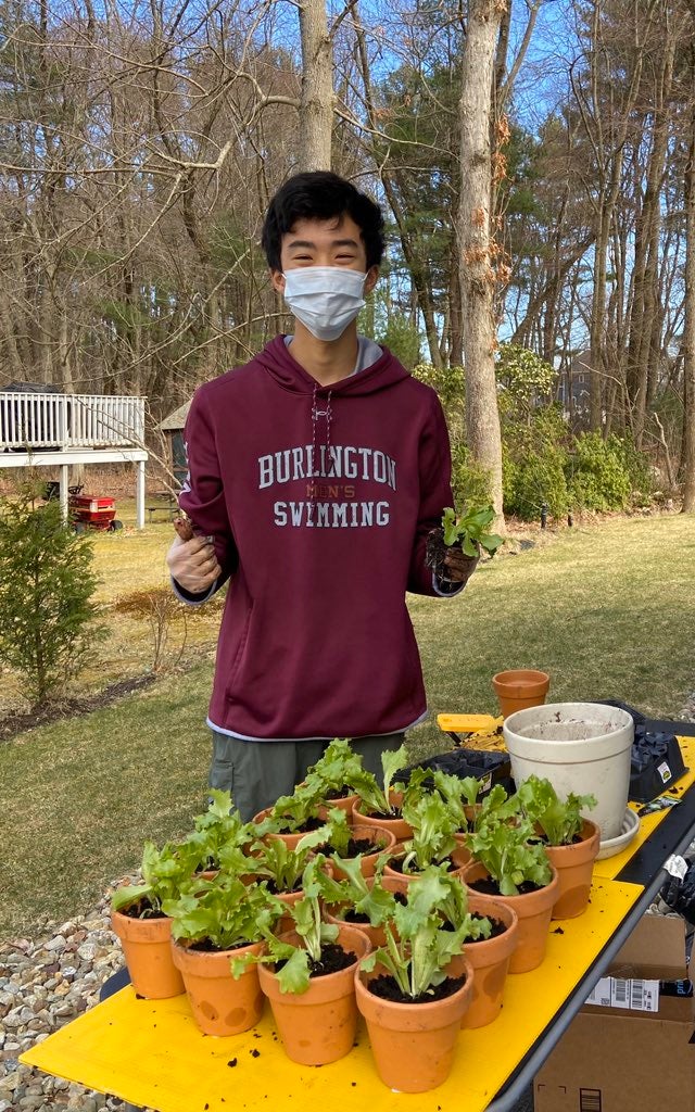 Burlington Student Grows, Delivers Lettuce During Coronavirus Through ...