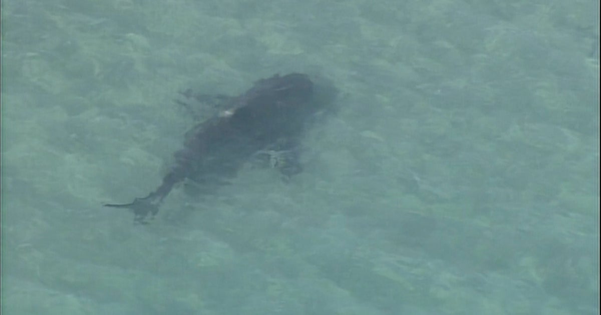 SEE IT: Sharks, Manatees, And Kayakers Oh My, Off Haulover Inlet - CBS ...