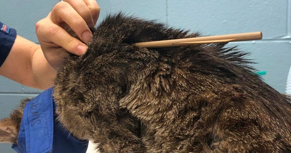 Cat Recovering At Providence Animal Center After Shot With Arrow In ...