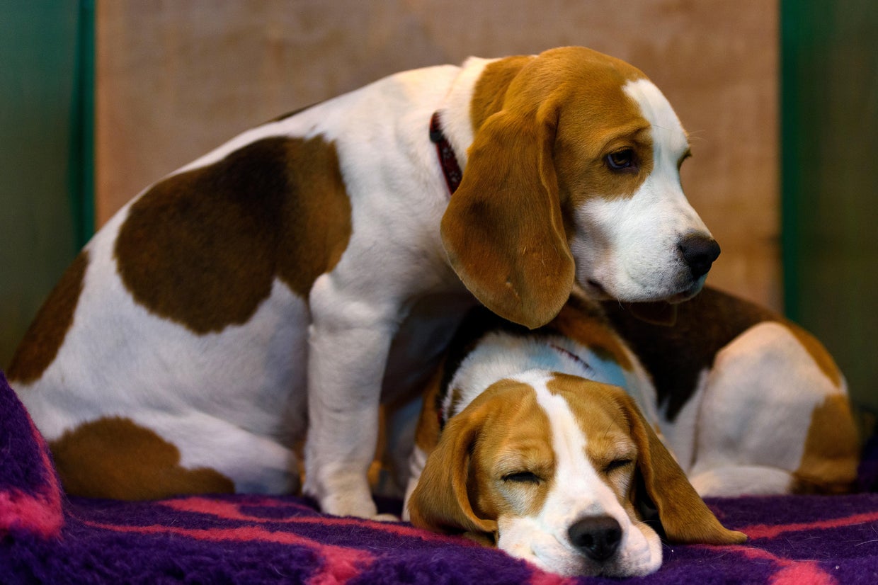 The most popular dog breeds in America