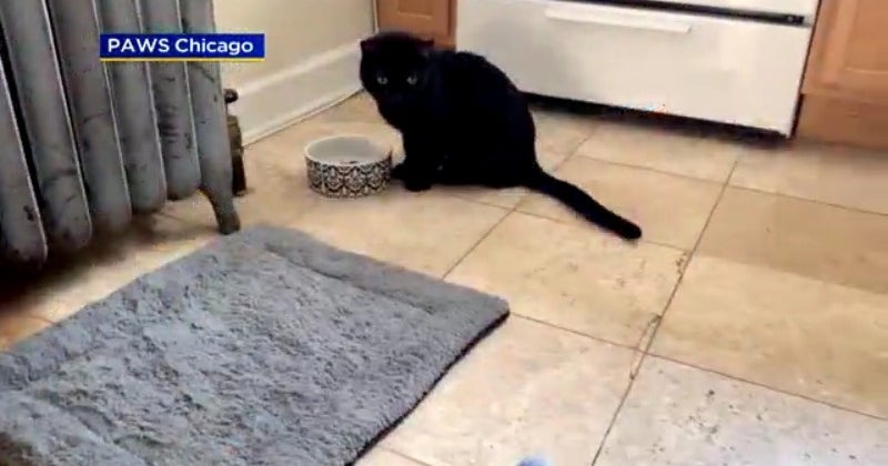 Welles Is The PAWS Pet Of The Week - CBS Chicago