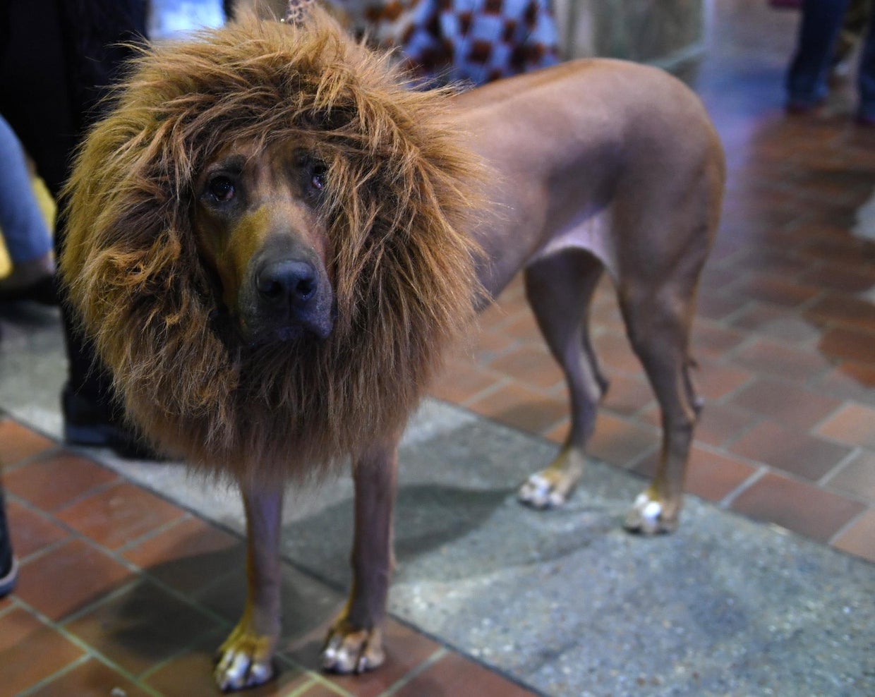 The most popular dog breeds in America