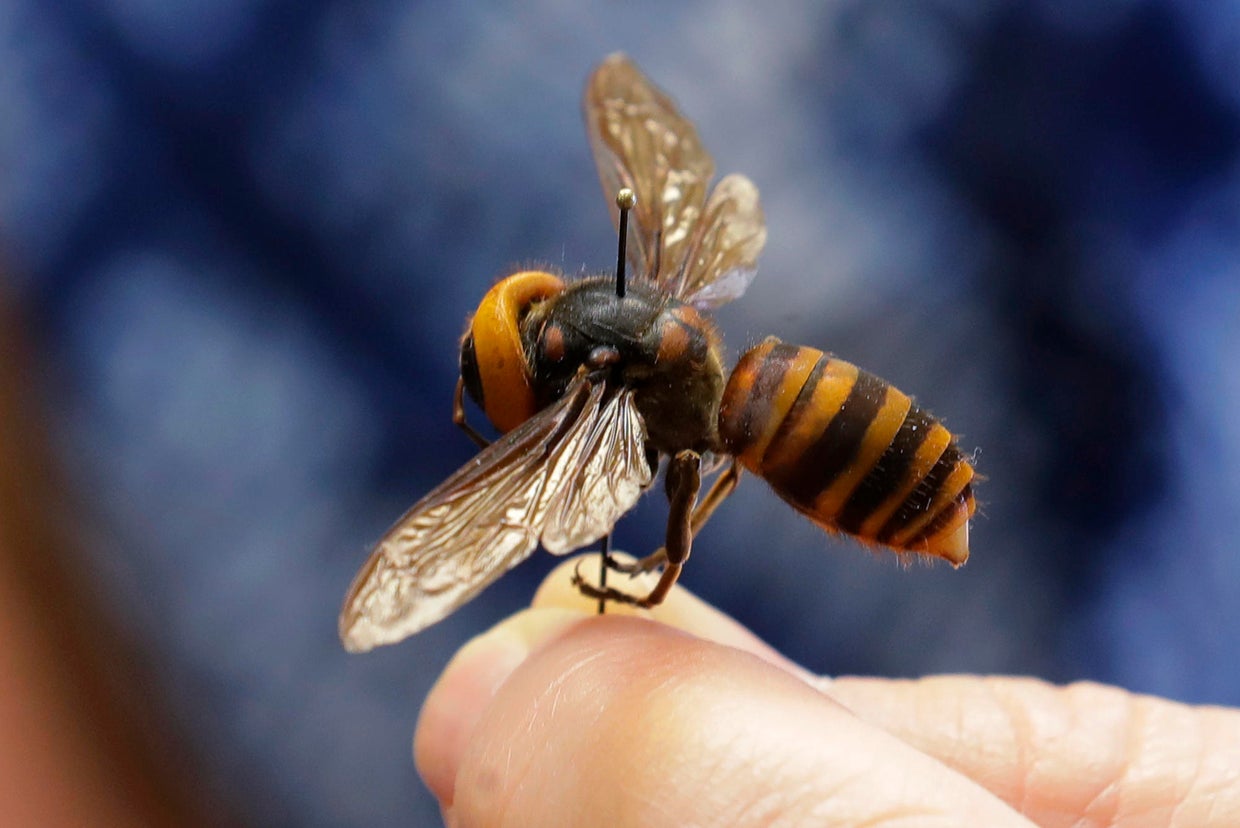 "Murder hornets" in America: What you need to know