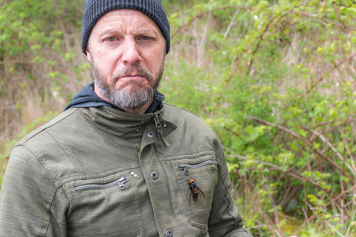 "Murder hornets" in America: What you need to know