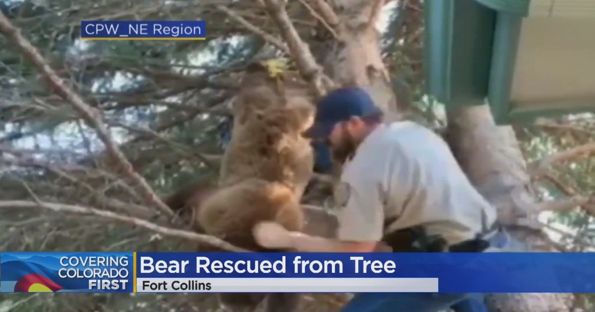 Upside Down Bear Stuck In Tree Gets Rescue From Colorado Parks And ...