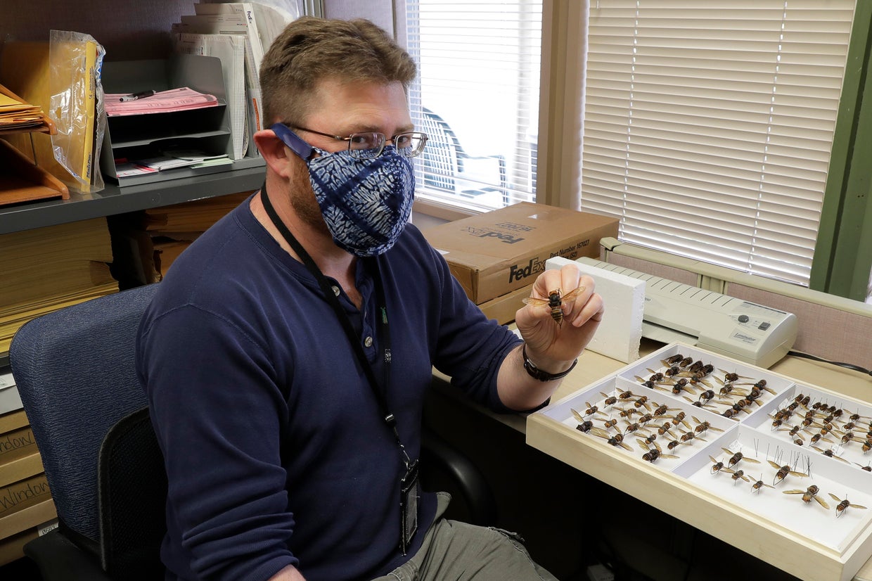 "Murder hornets" in America: What you need to know