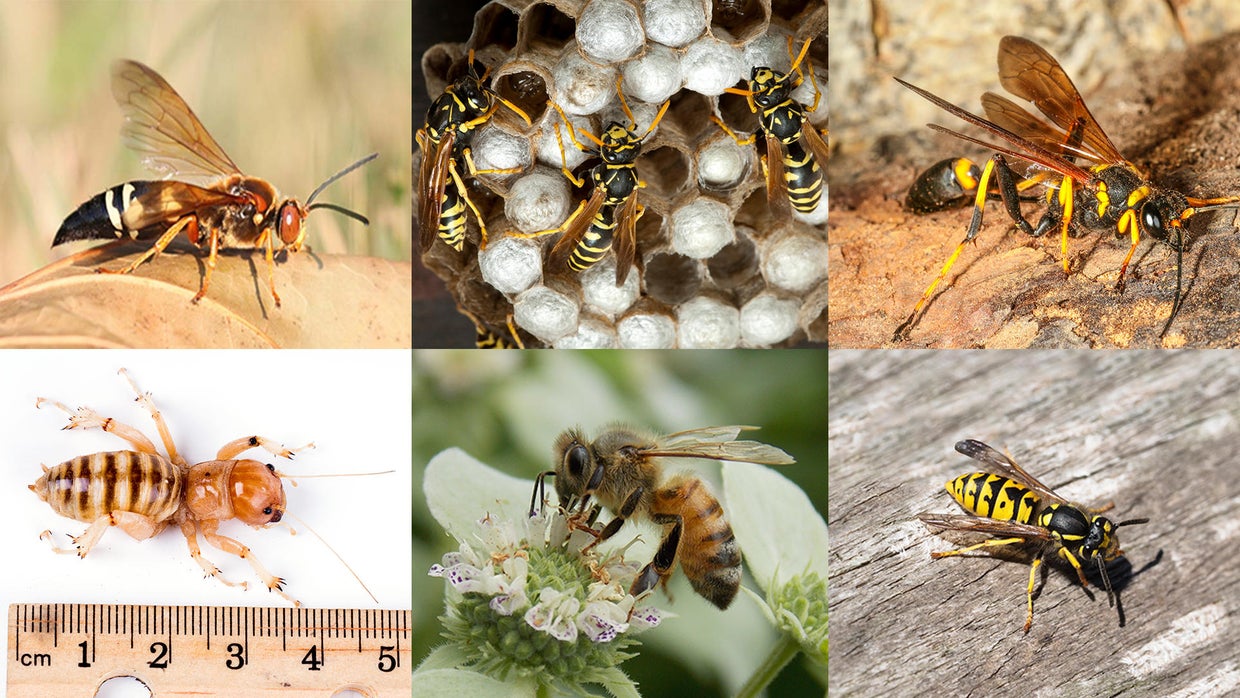 "Murder hornets" in America: What you need to know