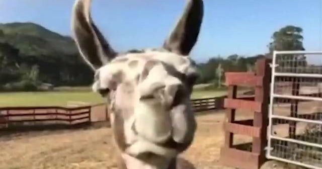 Farm animals and therapy pets are livening up Zoom video calls - CBS News