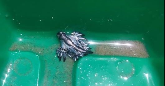 Serpentine Creatures Spotted In Texas, As Rare Blue Dragons Wash Up On ...