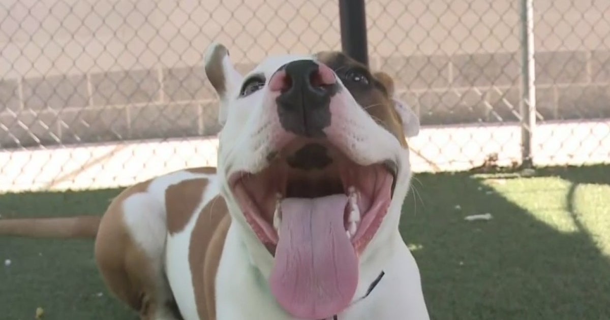 SPCA Says Animal Abandonment Has Increased During Coronavirus Crisis ...