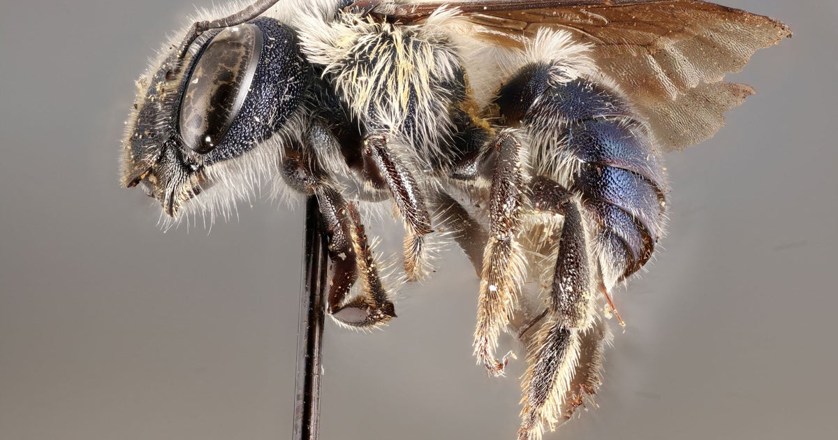Rare Metallic Blue Bee, Believed To Be Extinct, Spotted In Florida ...