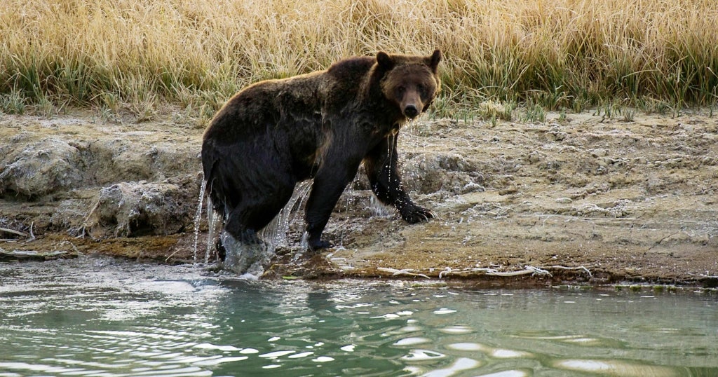 22-Year-Old Man From Ohio Mauled And Killed By Grizzly Bear In Alaska ...