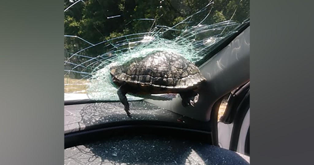 'It Sounded Like A Bomb': Turtle Smashes Through Driver's Windshield On ...
